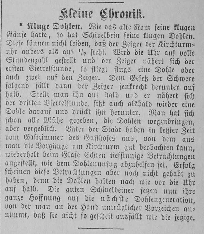 Die klugen Dohlen von Schivelbein – Pommerscher Greif e.V.